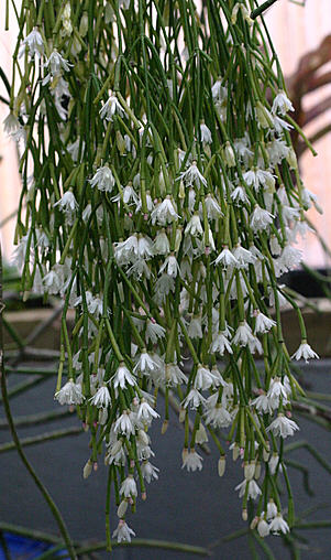Rhipsalis cell phone list
