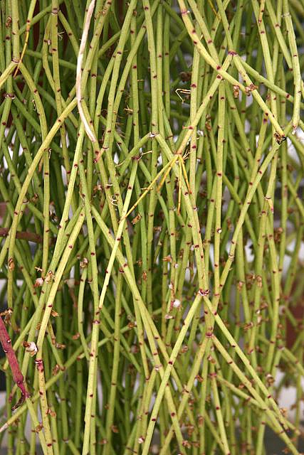 Rhipsalis cell phone list