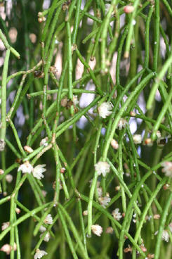 Rhipsalis cell phone list